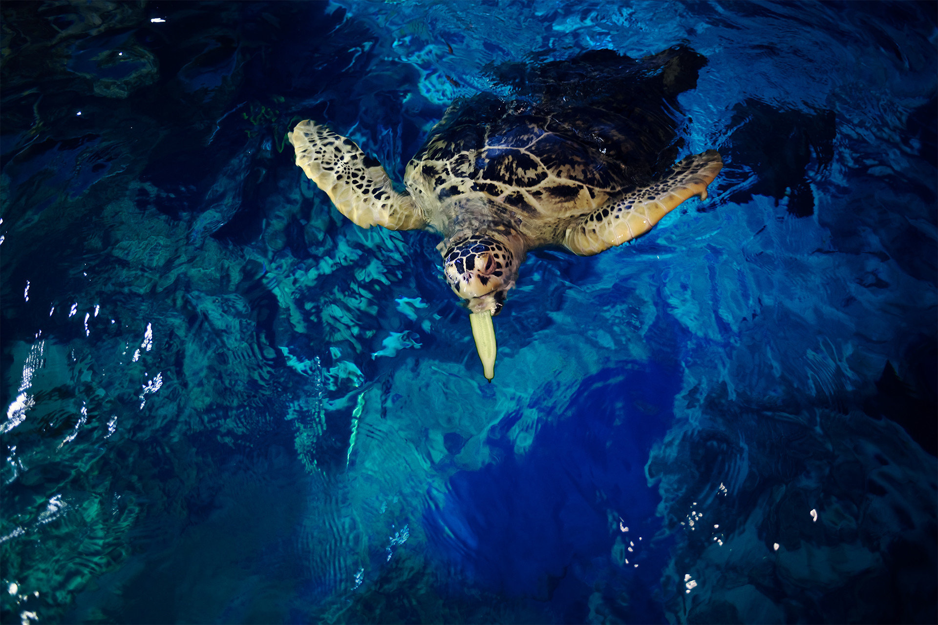 Sea Life Paris-Val d'Europe ® - Ville de Serris